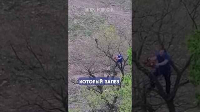 Перекрестил кота и спилил ветку ? | Итак, новости!