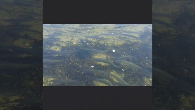 Видео МИКС✨! О ПРИРОДЕ🌈🌼