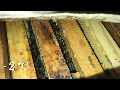#Зимовка пчёл, холодная зимовка, в зимовнике - 2’С в #pereborovobee #зимовник