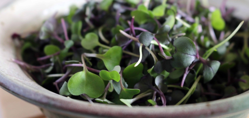 Микрозелень капусты красной.