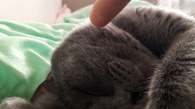 А говорят коты чутко спят