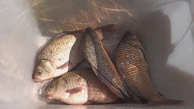 Рыбалка с ночевкой. Первые золотые караси. Рыбалка на Ахтубе.