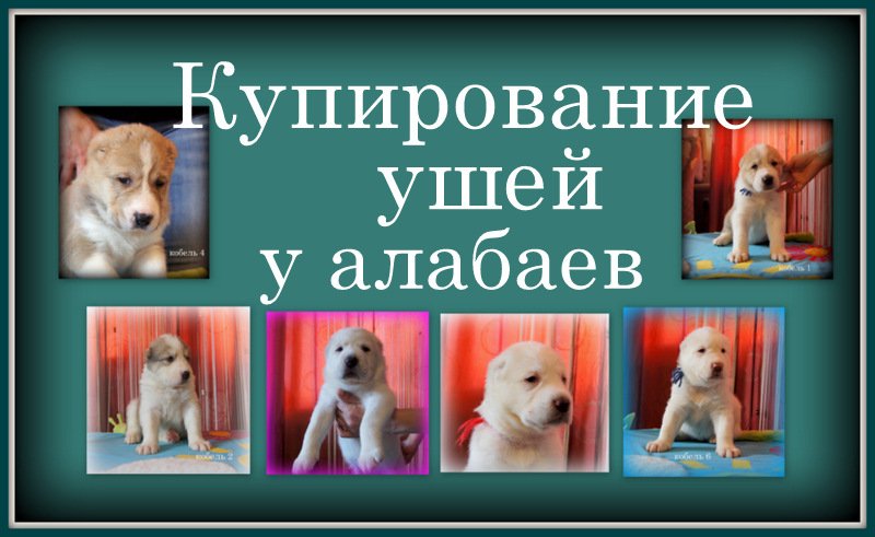 Зачем купируют уши Алабаям?