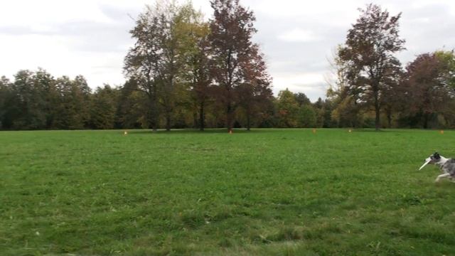 Чемпионат России. Фризби-Фристайл. Ксения и бордер-колли Зеро..mp4