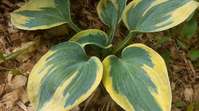 хоста TOOTIE MAE