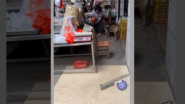 Дай под запись, деньги потом принесу!