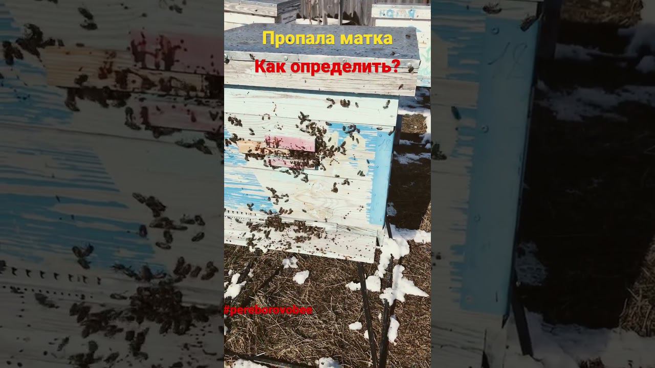 Пропала #матка #pereborovobee #пчеловодство #bee #медовик #пасека #улей #весна