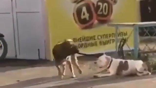 VID_20221220_223130_398.mp4