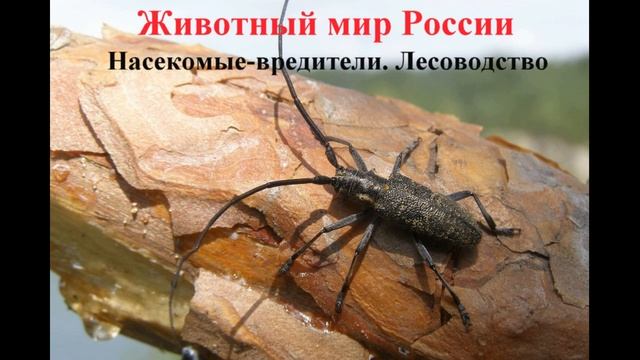 Насекомые-вредители. Лесоводство