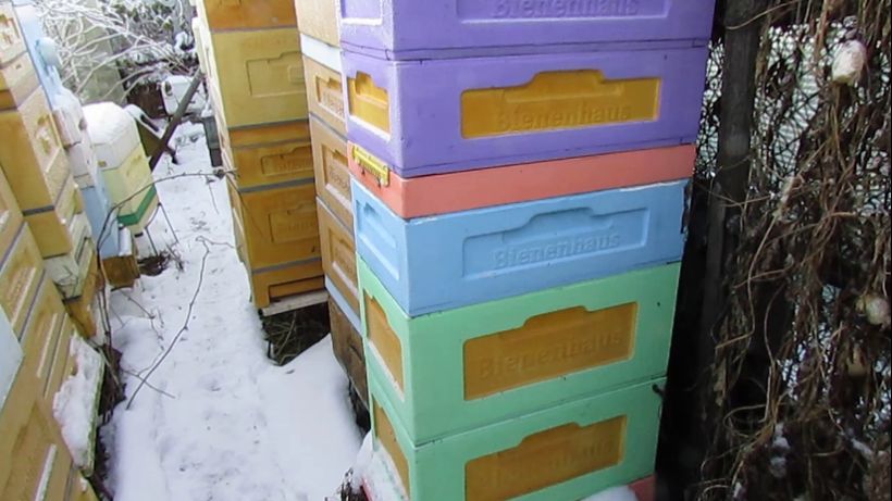 влажность в гнезде одной зимующей семье пчел поднялась до 90% , снизил влажность до 84%