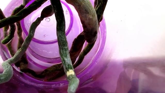 Орхидеи. Восстановление корней после ожога.Orchids. Restoration of roots after a burn..mp4