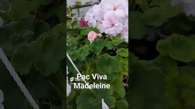 Пеларгония Pac Viva Madeleine