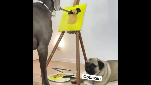 СОБАКИ - УМНЯКИ :))