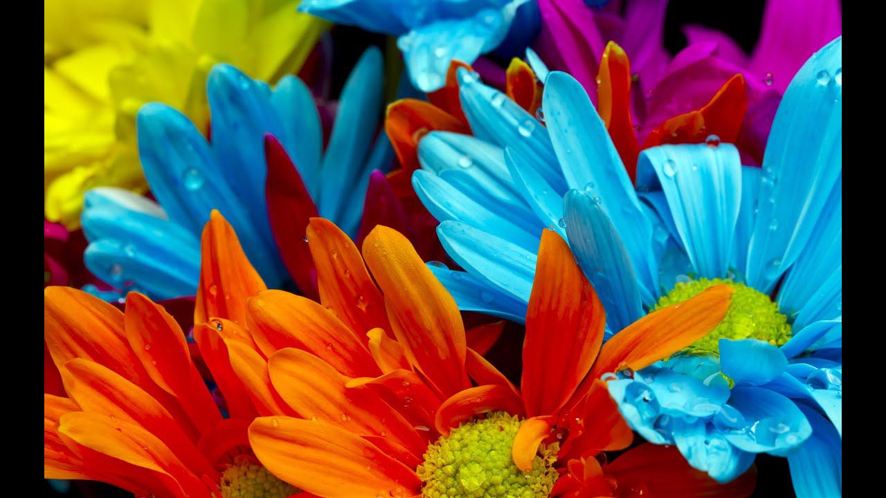 Первые летние цветы в нашем дворе.(видео авторское)