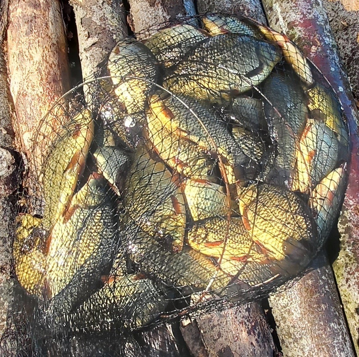 04.06. 2024 г. Золотой карасик на поплавок.