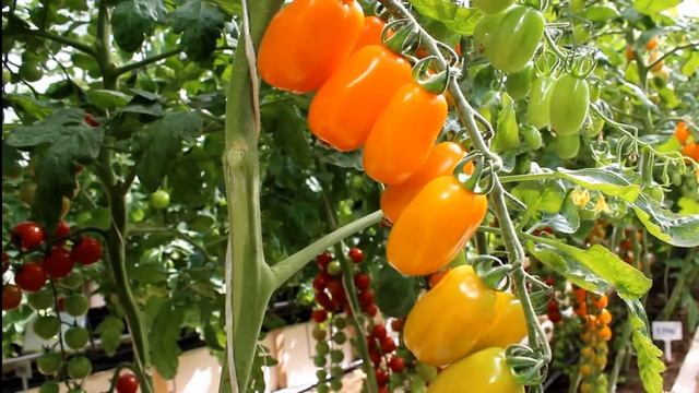 Томат Оранжевый фонтан