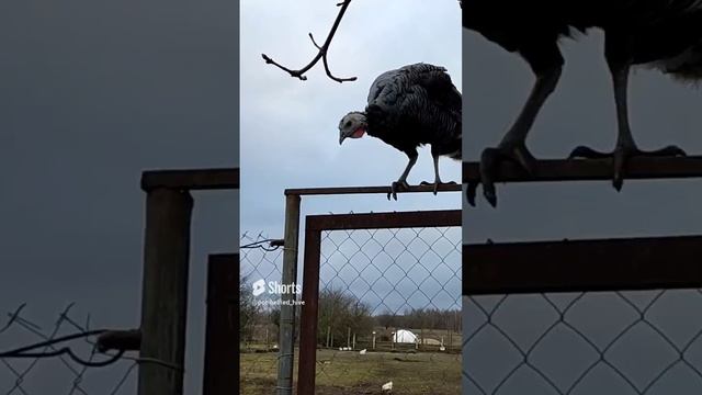 Полетаем_?Shall we fly_? #деревня #village #villagelife