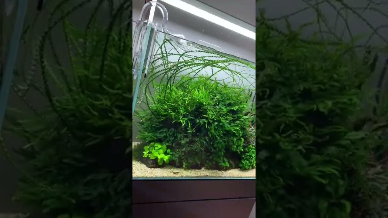 Сделать аквариум в стиле "Африка" довольно просто, главное выбрать нужные живые растения.