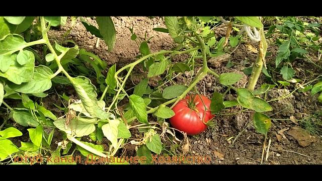 Обзор томата Бычье сердце