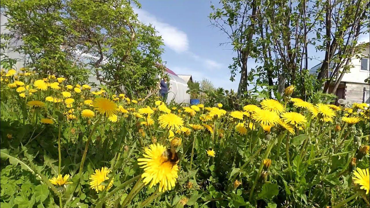 Косим траву. Жарим шашлык.