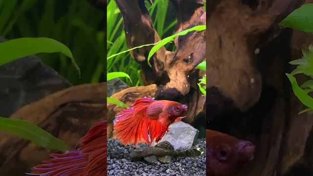Повседневность аквариумного петушка видео