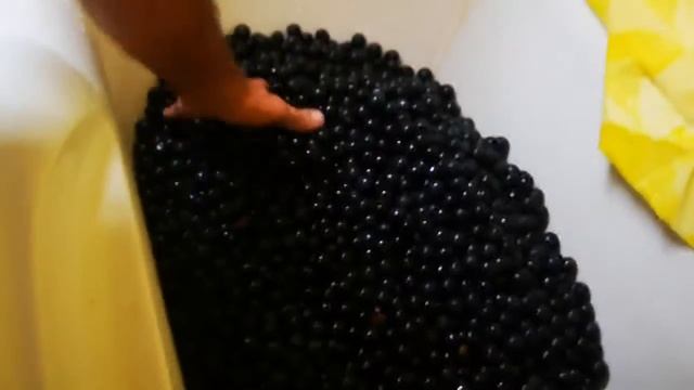 Урожай терносливы..mp4