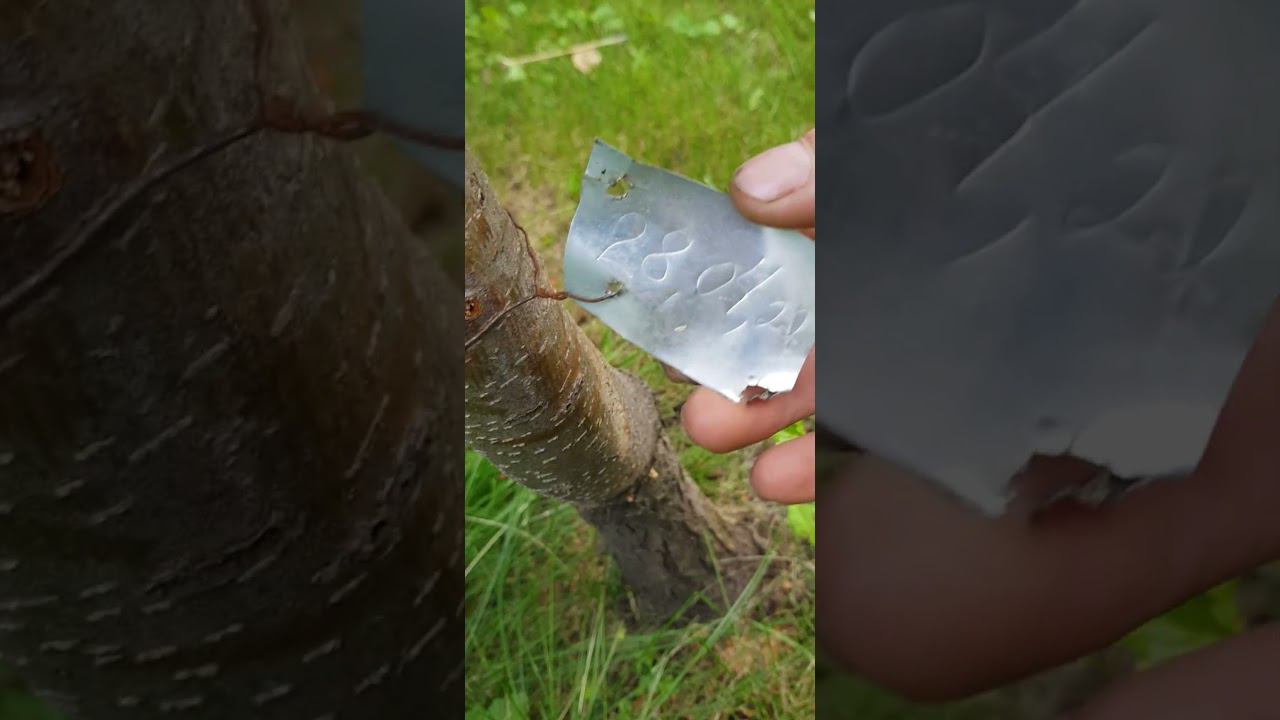 Прививка груши на яблоню, спустя 2 года.