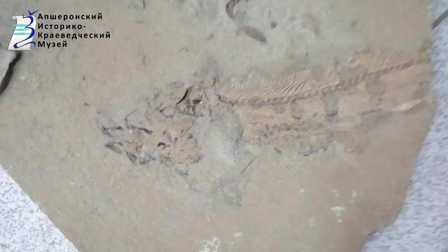 Палеонтология Северо Западный Кавказ