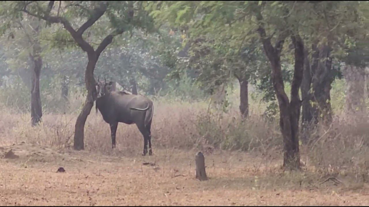 Индия-2023. Звери в заповеднике Кен Гариал