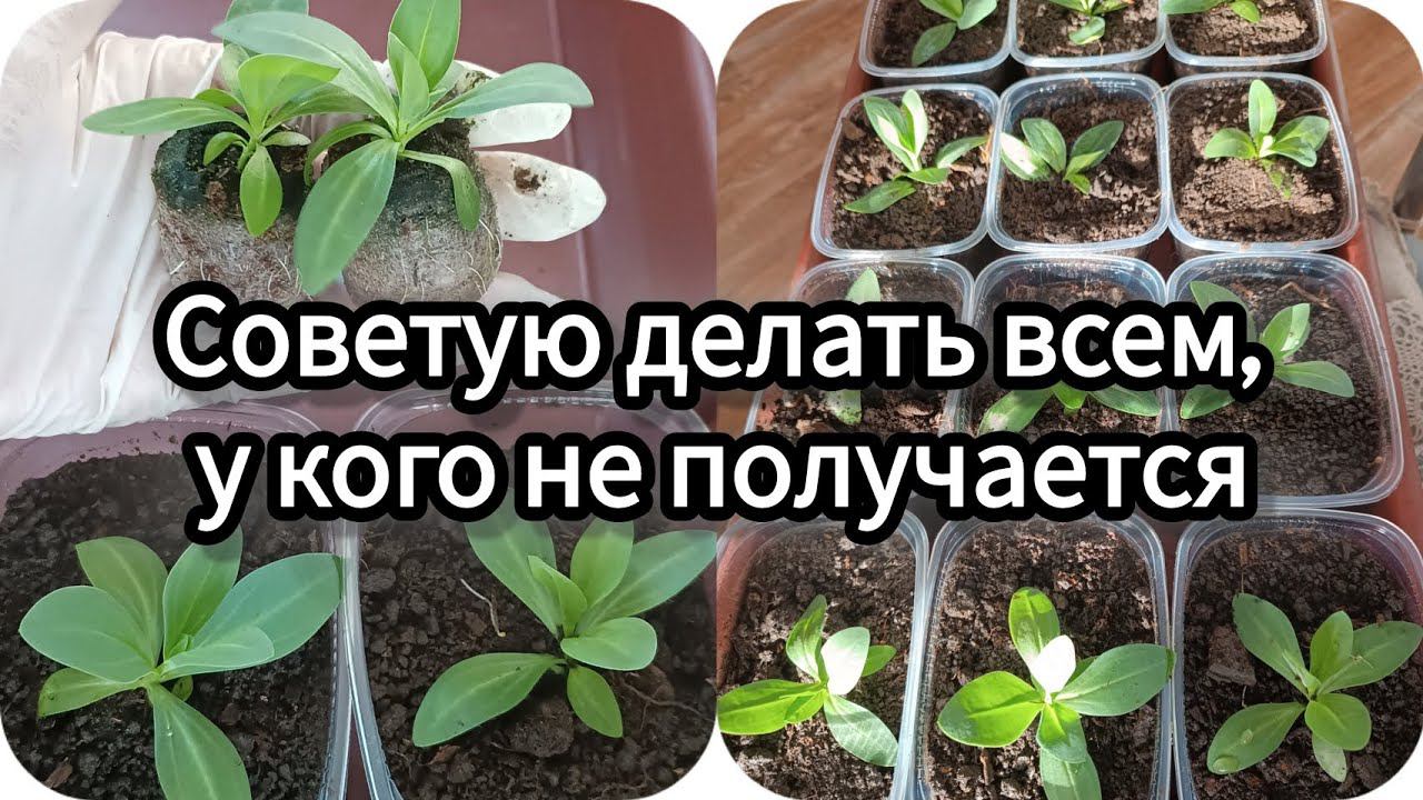 Советую делать так всем, у кого не получается.