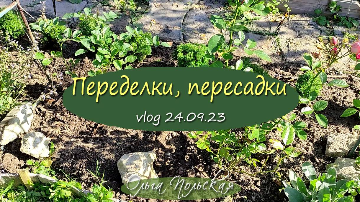 Переделки, пересадки  в сентябре | Vlog Дача как есть, хроника 24.09.2023