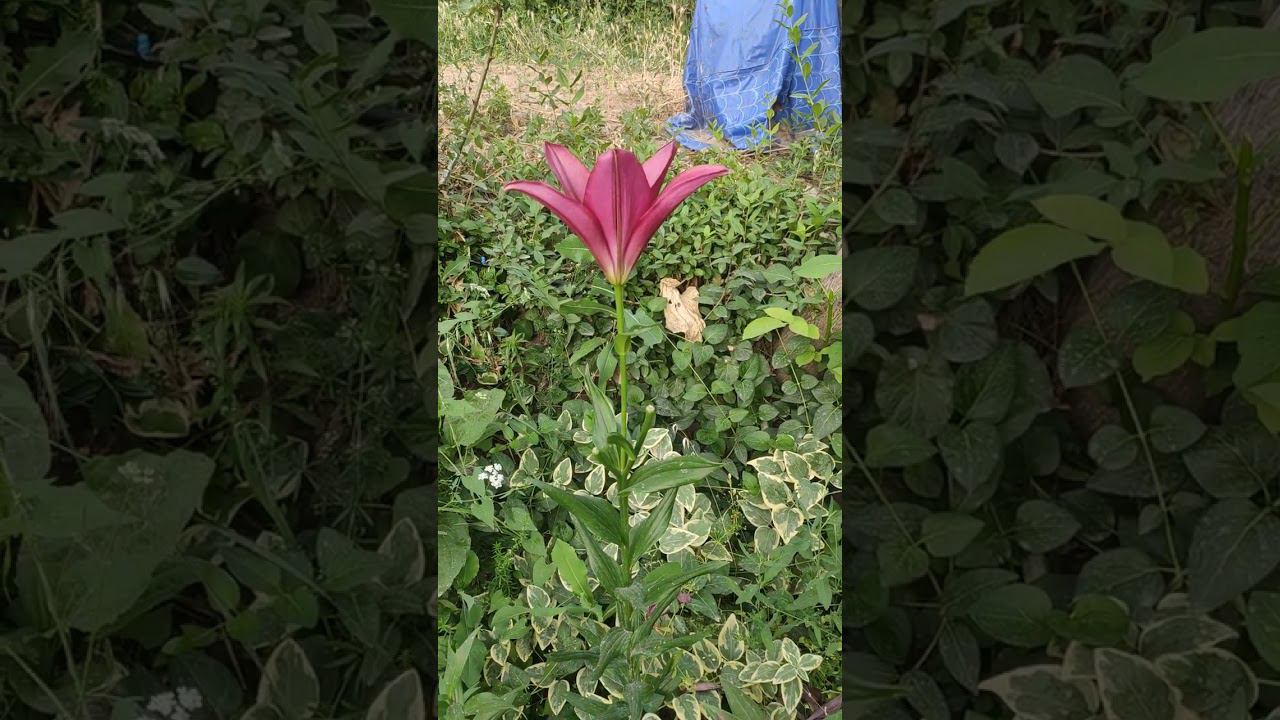 Лилии отцвели. 10 июня 2023г