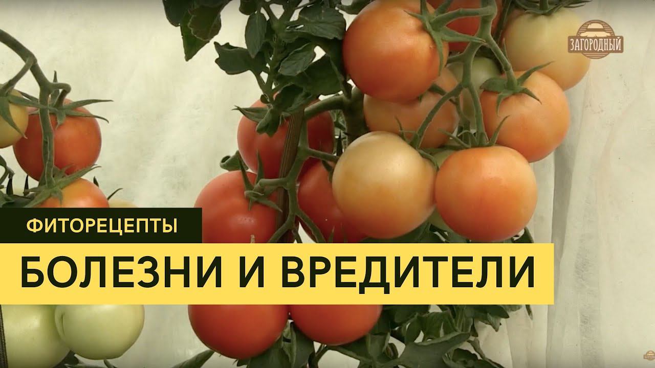 Болезни и вредители \ Опрыскивание \ Высадка рассады \ Фиторецепты