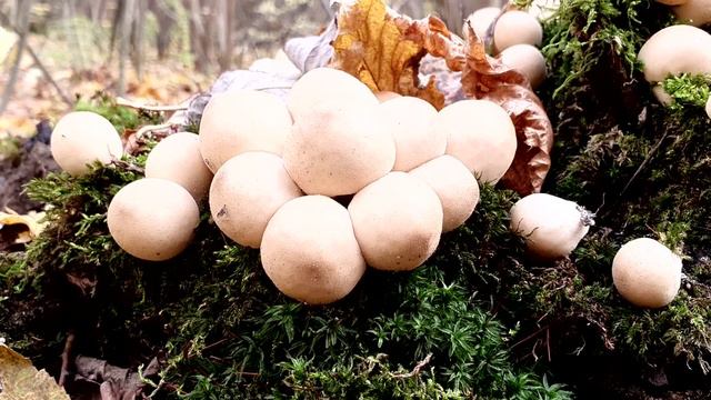 Дождевик грушевидный