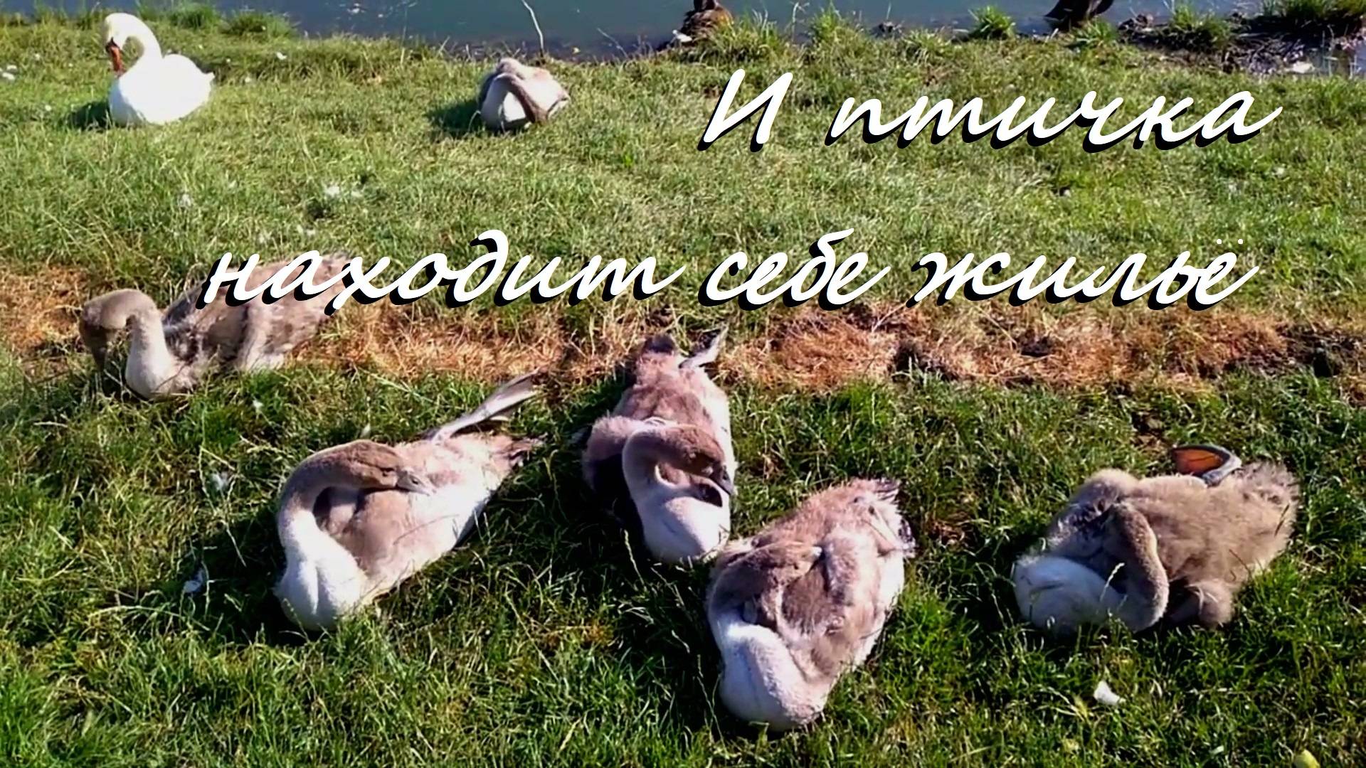 И птичка находит себе жилье