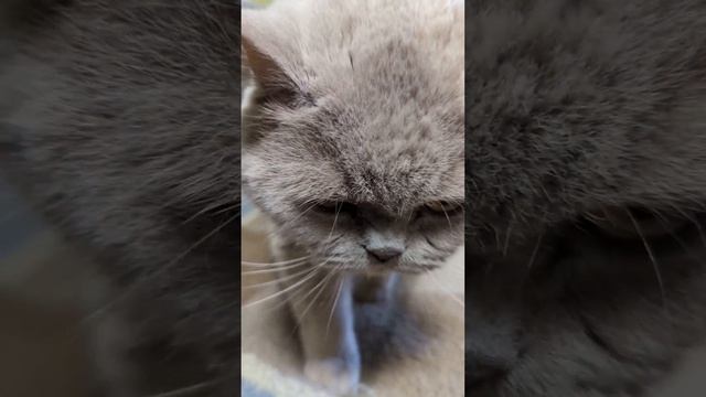 Погладь кота ?