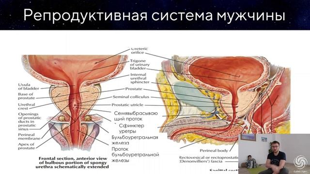 9.23. Мужская репродуктивная система