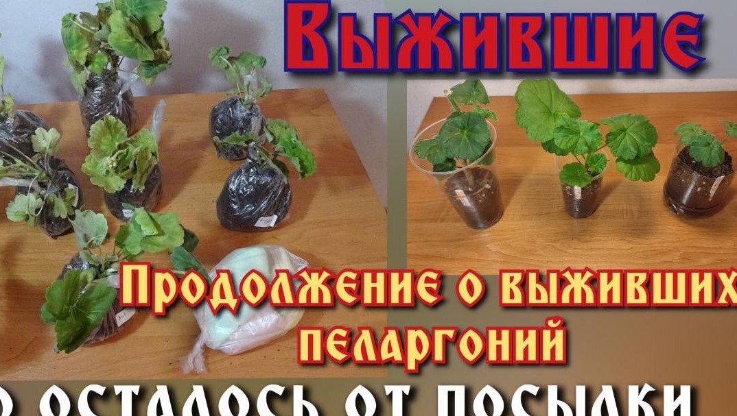 Пеларгонии 2.Продолжение.Выживут ли цветы?