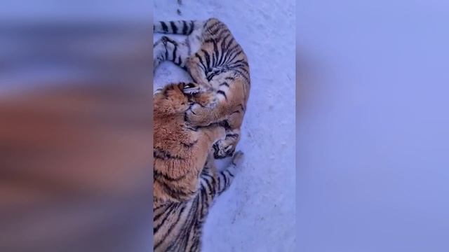 Очень смешные животные