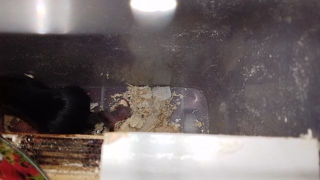 Счастливая семья: Ника, Олег и детишки ❤?