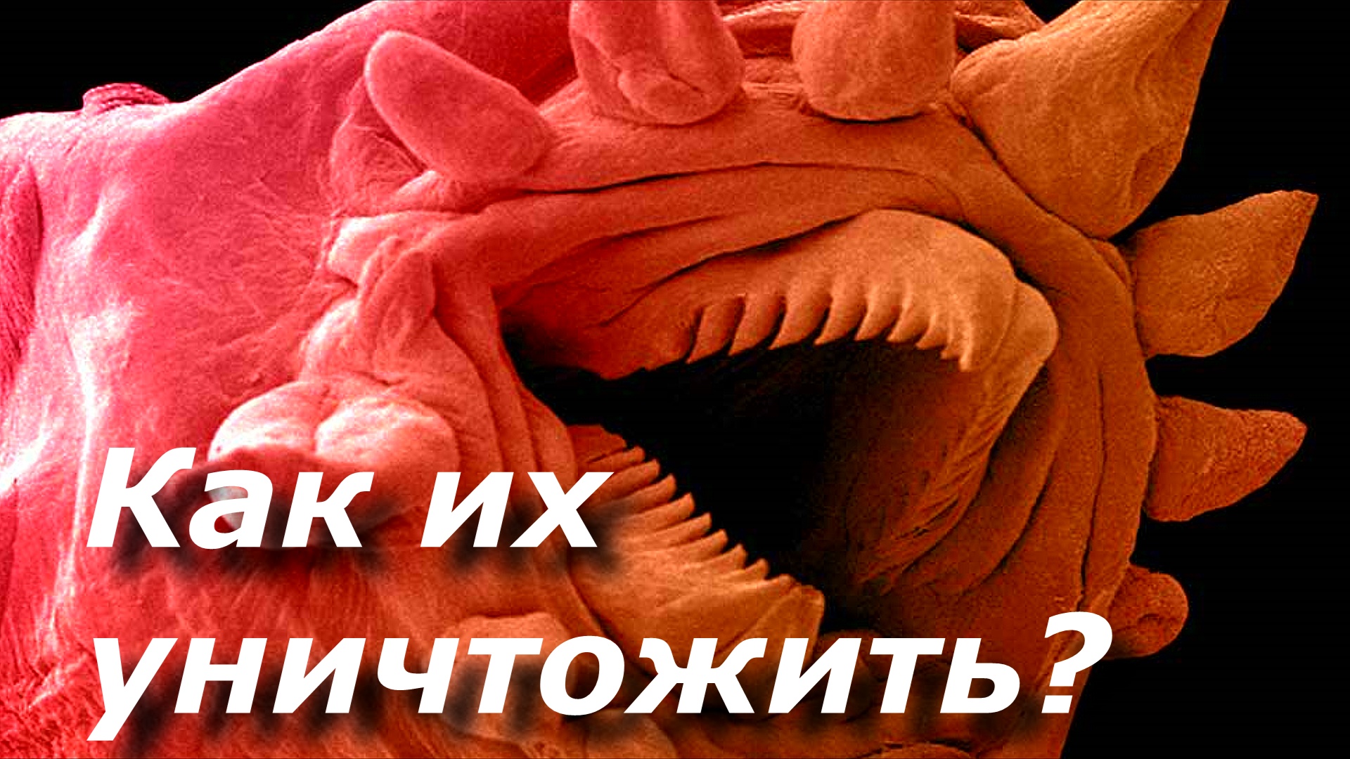 Тихоходки фантастически живучие существа.mp4