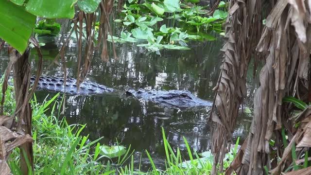 5 Сафари-Парк Эверглэйдс.mp4