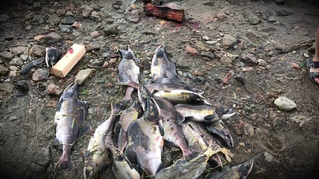 Сплав 2021. Умба. Рыба