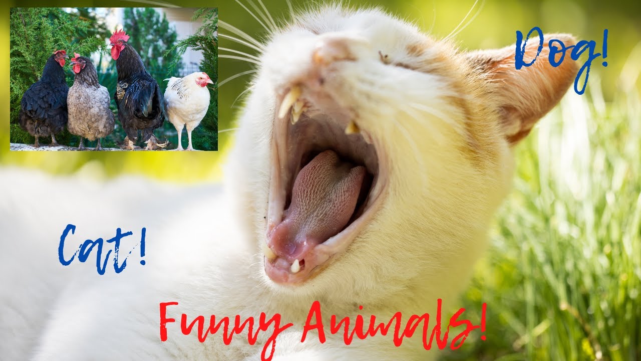 Смешные кошки и собаки 2022! - Лучшие приколы с котами №1
