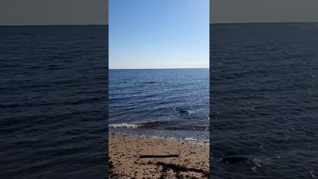 Оленица 20.07.2020