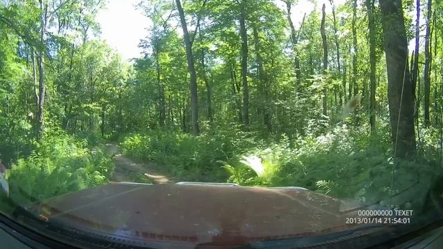 Стоковая 80-ка в лесу