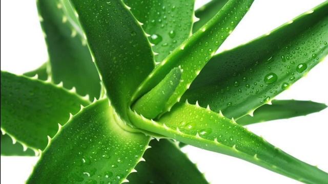 Алоэ вера. Лекарственное растение