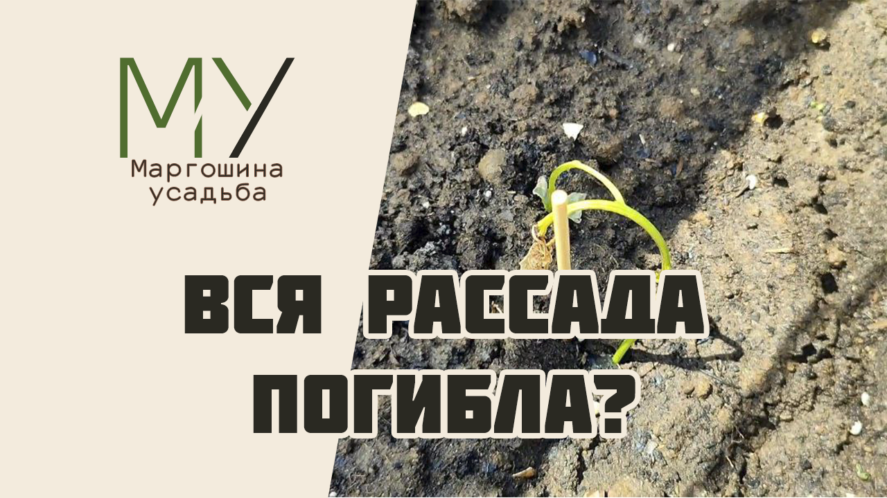 Вся рассада погибла? Как рассада овощей пережила майские заморозки
