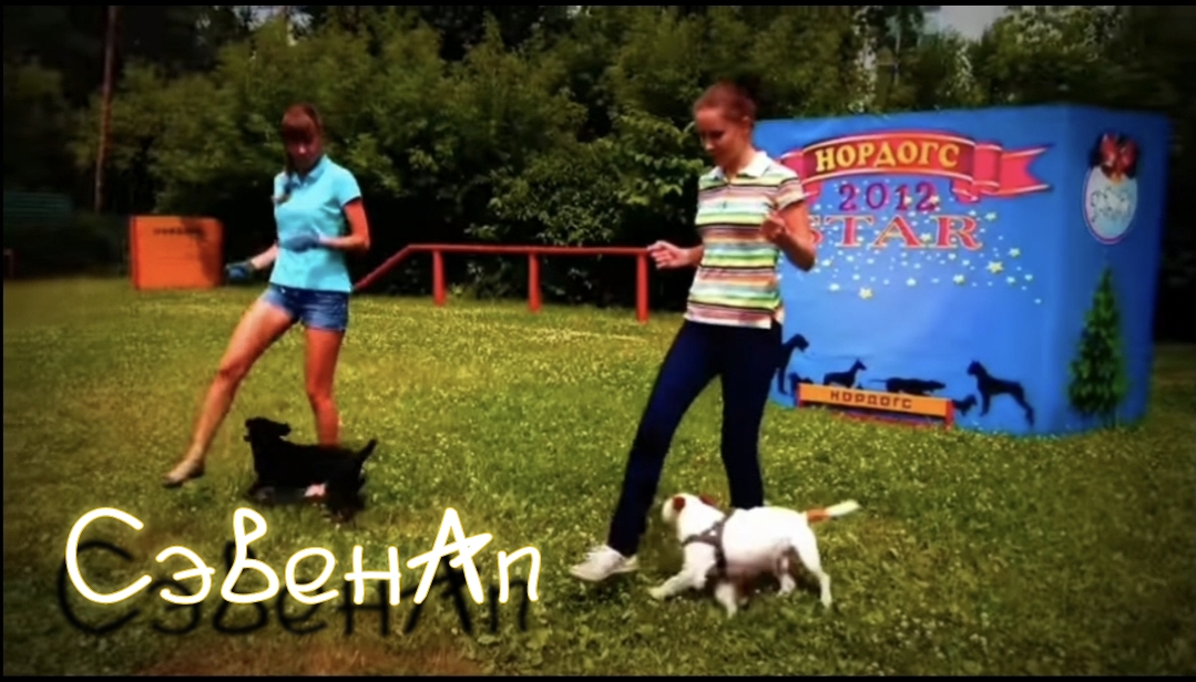 Группа "СэванАп" парный догфристайл?✌️