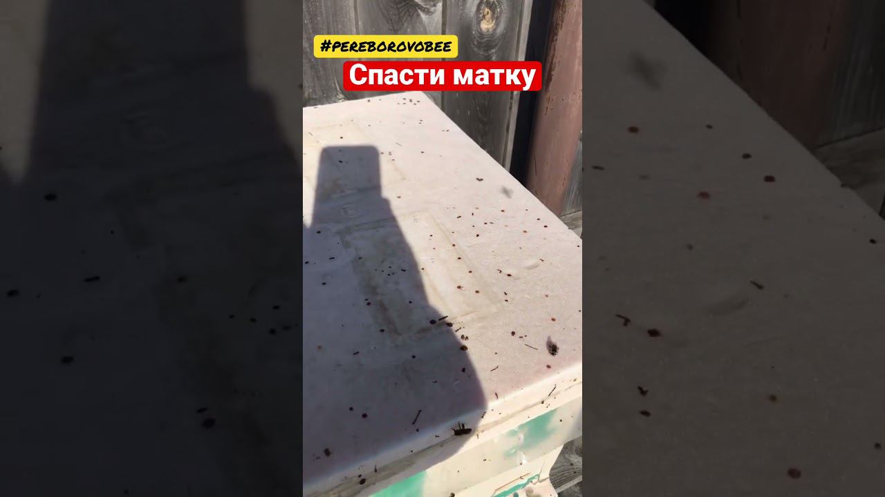 Спасти матку с осени #pereborovobee #пчеловодство #honey #пчеловод #bee #улей #матководство #медовик